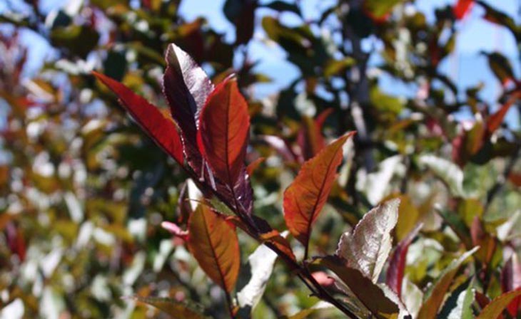 Prairie Fire Crabapple: Featured Plant : Benjamin Lawn & Landscape